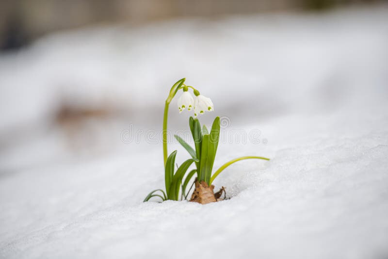 Snowdrops in the Winter Snow Stock Image - Image of winter, fresh ...