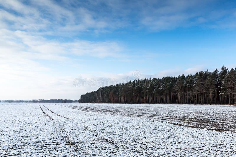 Snowed-in Field with Forest Edge in the Background Stock Image - Image ...