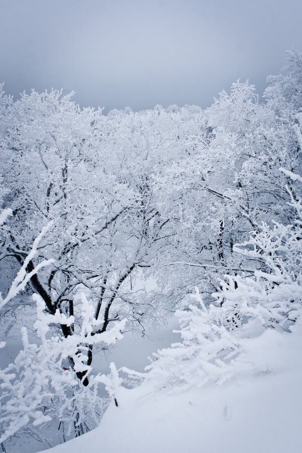 Snowed Forest stock photo. Image of winter, forest, frozen - 12539058