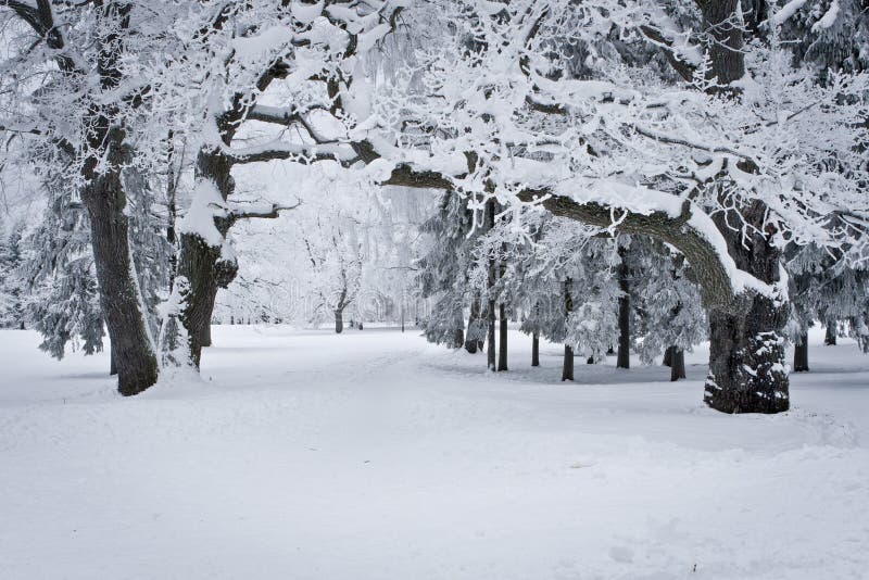 Snowed Forest stock photo. Image of landscape, tree, detail - 12539200
