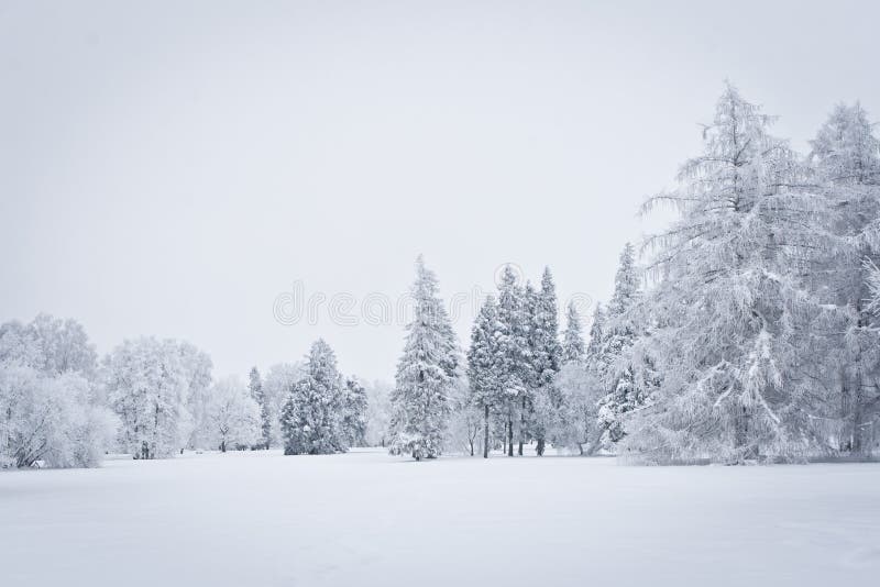 Snowed Forest stock image. Image of snow, snowing, card - 12539213