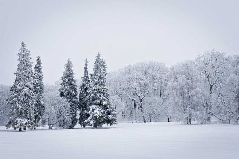 Snowed Forest stock image. Image of snow, cruise, card - 12539347