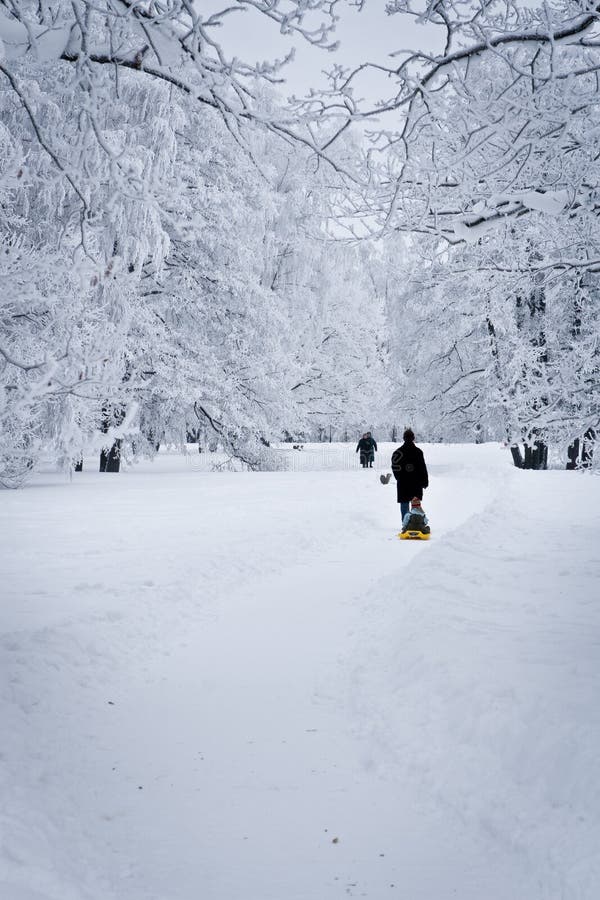 Snowed Forest stock image. Image of frozen, winter, walk - 12539369