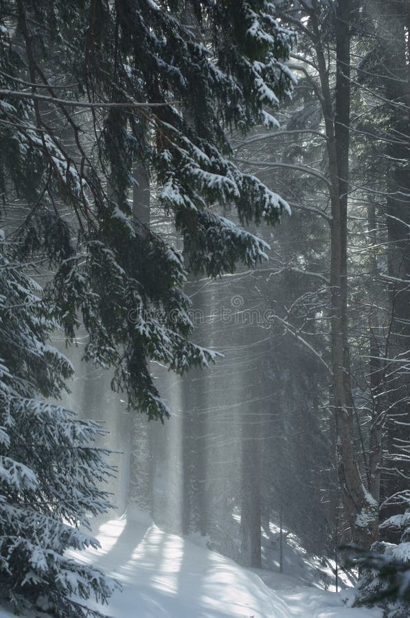 Snowed forest stock image. Image of white, craiului, green - 13092907