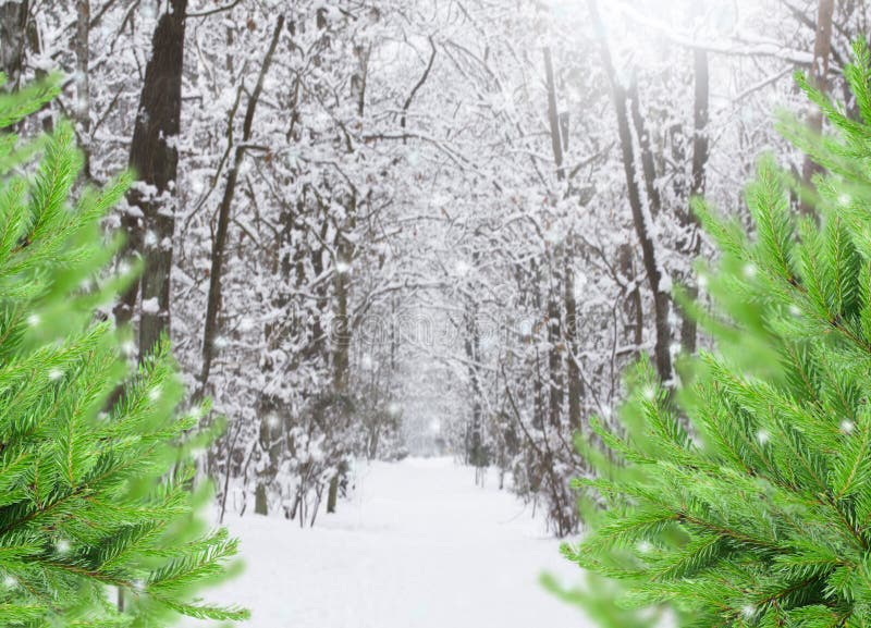 Snowed Forest with Evergreen Trees Stock Image - Image of holiday ...