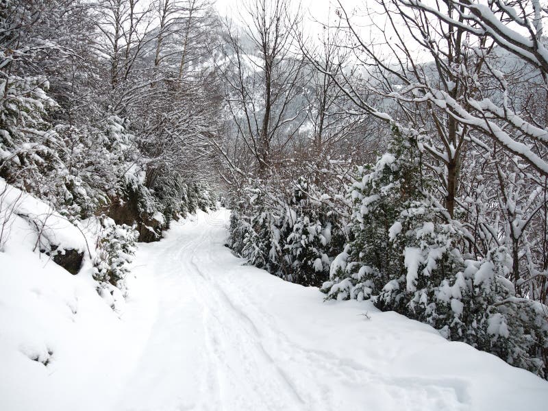 Snowed paths stock photo. Image of forest, cold, snowed - 206195864