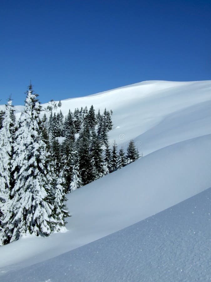 Snowed trees stock image. Image of perspective, white - 24445695