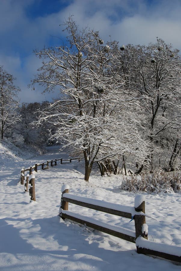 After snowfall stock photo. Image of winter, snow, frosty - 12867642
