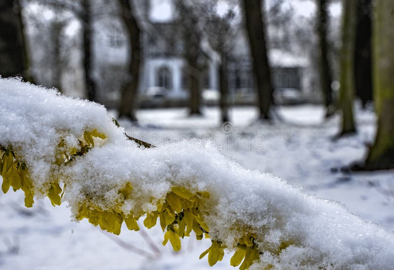 Snowfall Effectively Inhibits the Arrival of Spring Stock Photo - Image ...
