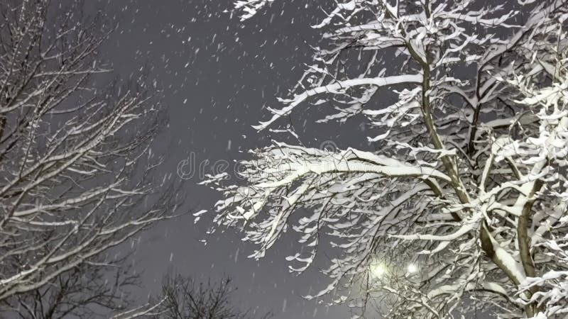 Snowfall in Evening. Snowflakes Fall in Flakes Against a Background of ...