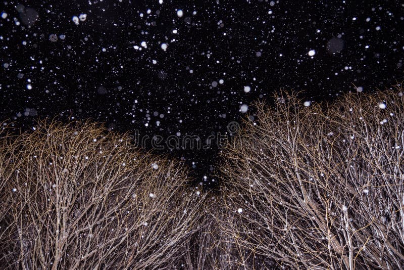 Snowfall, Falling Snow in Winter Night. Trees Branches in Snow ...