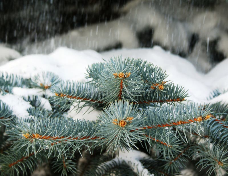 Snowfall on the First Day of Spring. Stock Photo - Image of snow ...