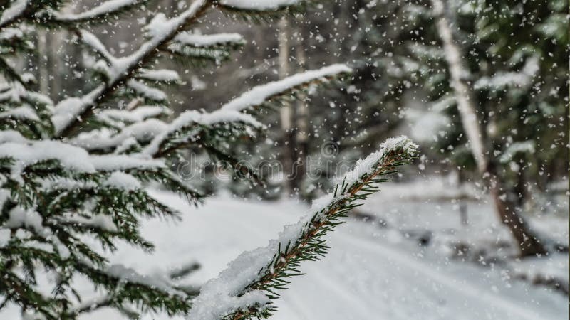 Snowfall in the Forest, Beautiful Winter Landscape, Video Loop Stock ...