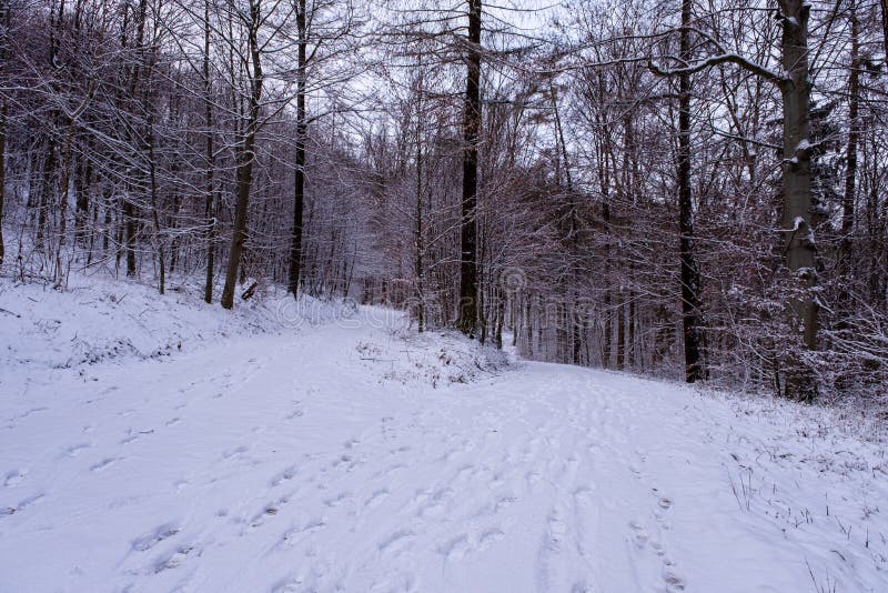 Snowfall in the forest stock image. Image of atmospheric - 253882513