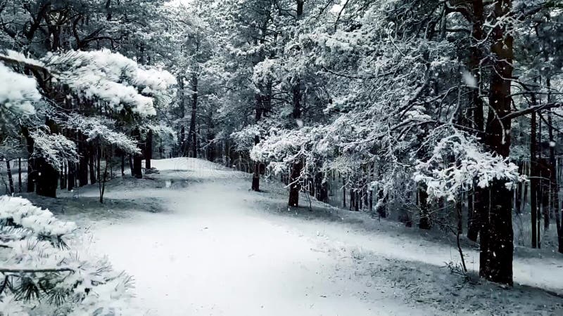 Snow Falling Heavily Isolated on Black Background, Winter Storm Stock ...