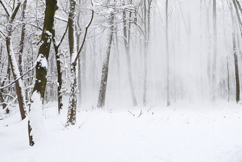 Snowfall in the forest. stock photo. Image of snow, fairy - 105869340