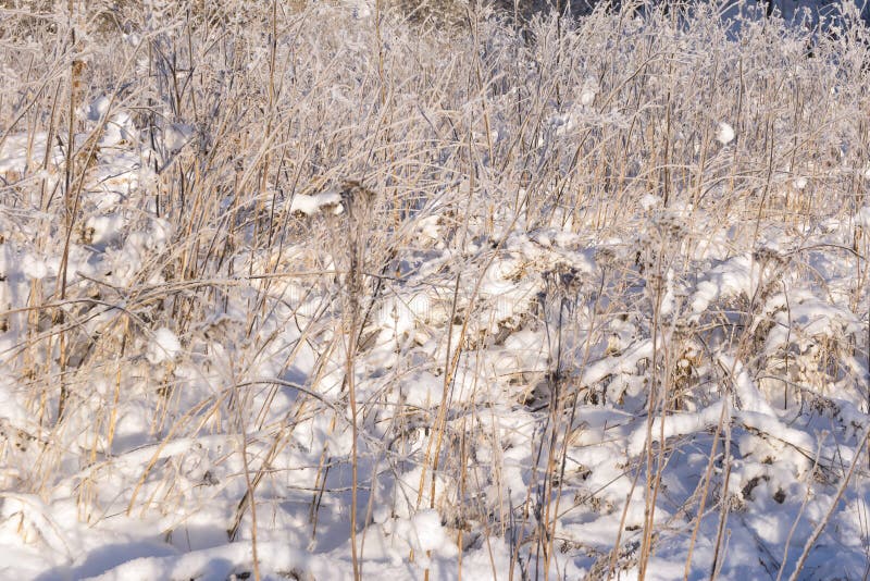 Grass with snow and frost. stock photo. Image of frost - 134686504
