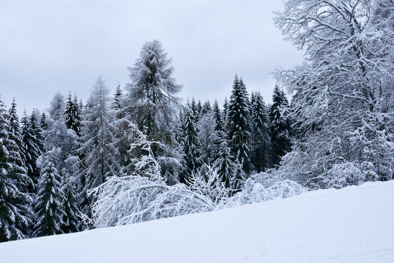 The Snowfall Has Covered the Forest and Also the Meadows Stock Photo ...