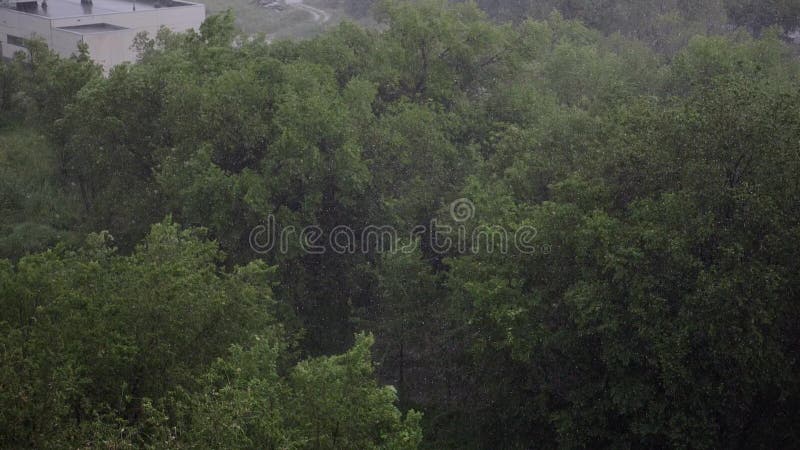 Snowfall and Heavy Rain in Summer. in Background are Green Trees, Grass ...