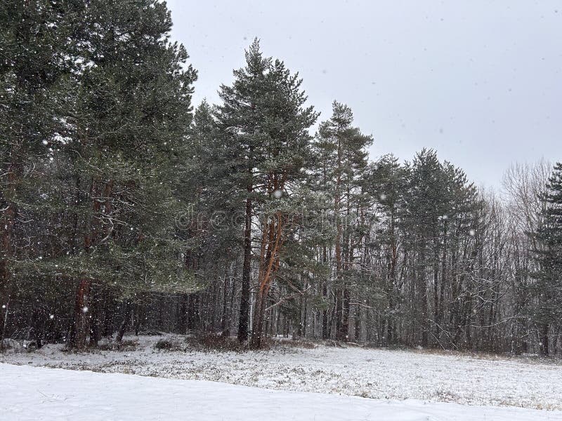 Snow Falling from the Sky Near the Trees and Snowboarder Stock Photo ...