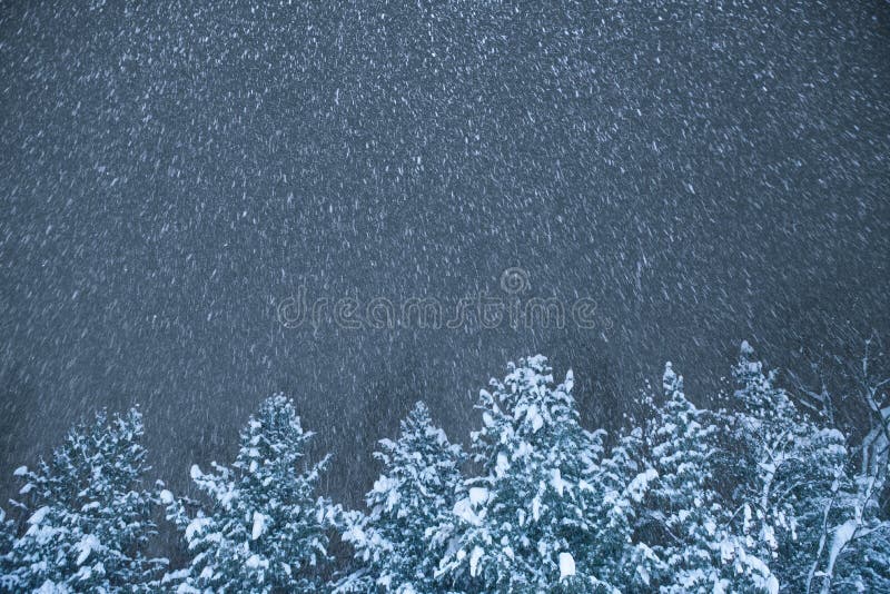 Snowfall at Night Against the Background of Trees. Stock Image - Image ...