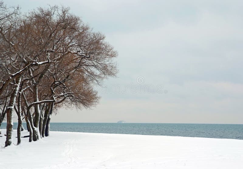 Snowfall in the Sea Coastal Forest Stock Photo - Image of branch ...