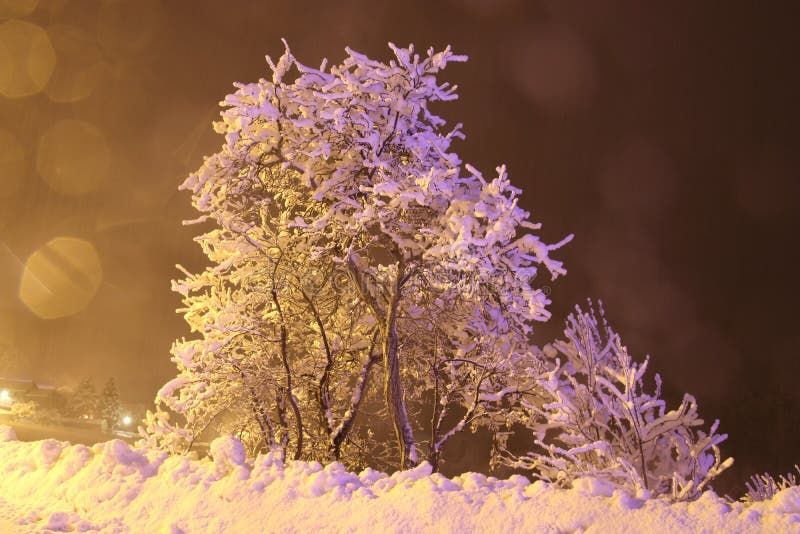 Snowfall and Snowy Tree at Night Stock Photo - Image of pyrenees, noel ...
