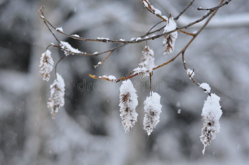 Snowfall stock image. Image of nature, cold, close, snowfall - 49797029