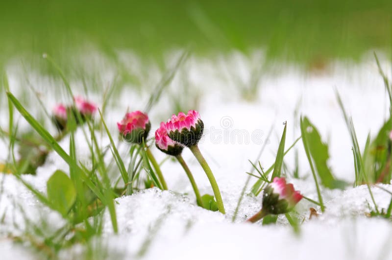 Snowfall in Spring. Daisy in the Meadow Under Cold Snow Stock Photo ...