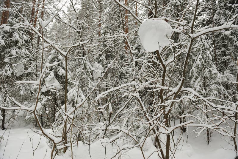 Snowfall in the Taiga Forest Stock Photo - Image of branch, park: 112212434