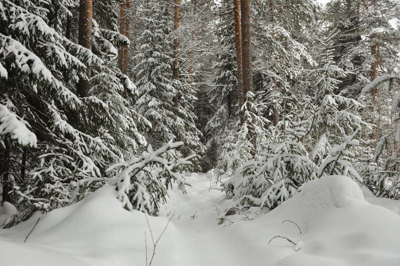 Snowfall in the Taiga Forest Stock Photo - Image of boreal, coniferous ...