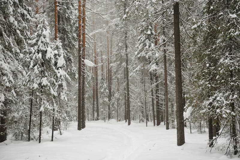 Snowfall in the Taiga Forest Stock Image - Image of environment, huge ...