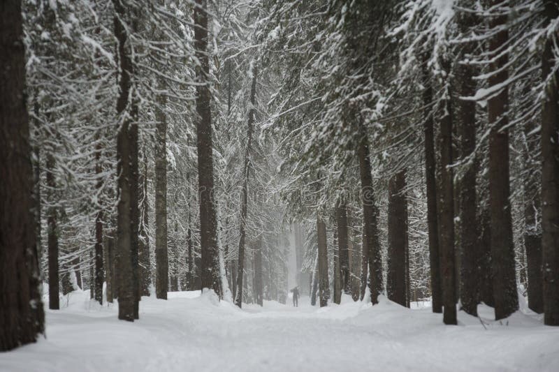Snowfall in the Taiga Forest Stock Image - Image of environment, huge ...