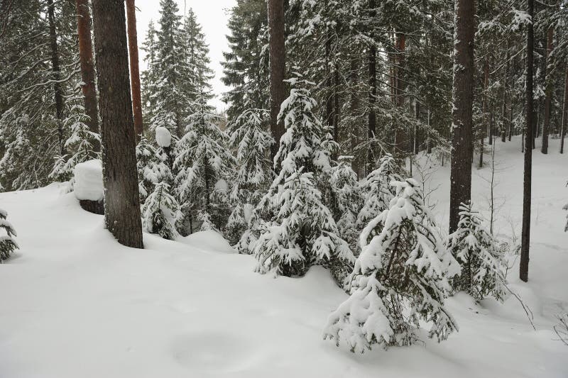 Snowfall In The Taiga Forest Stock Photo - Image of panorama, snow ...