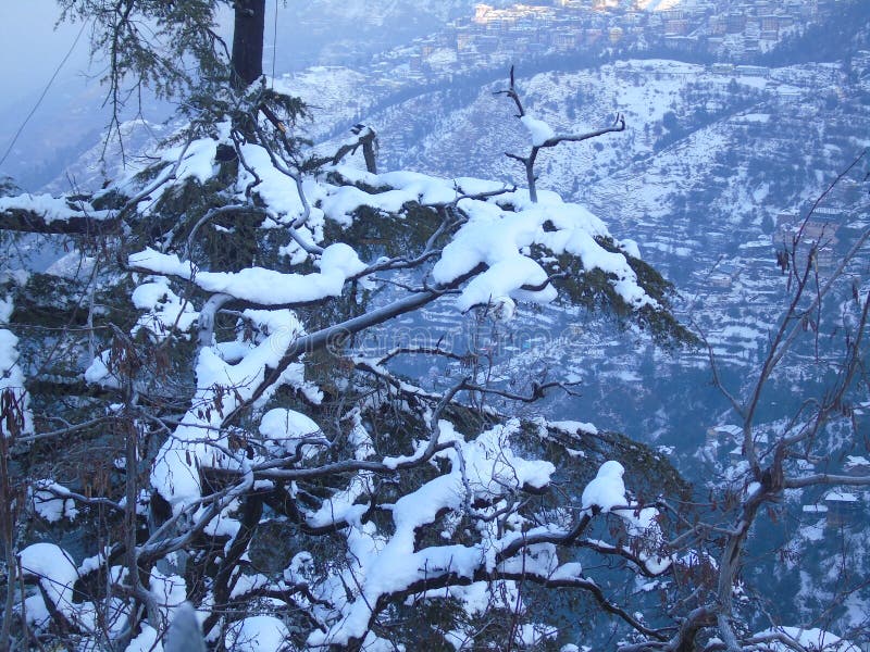 Snowfall on tree stock photo. Image of city, shimla - 172418430