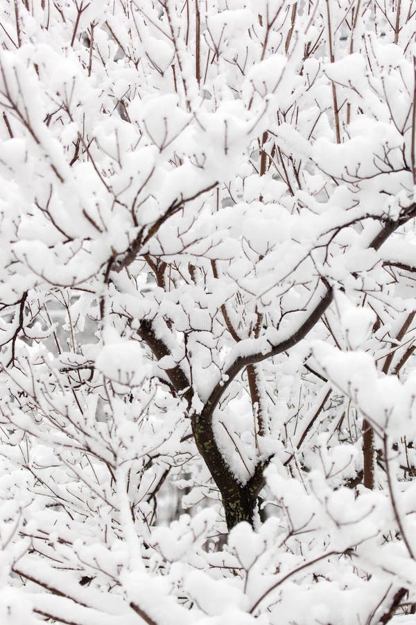 Snowfall in the Trees stock image. Image of white, snow - 67126951