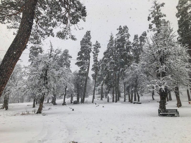 Snowfall. Trees in the Snow. Bench in the Snow Under a Tree Stock Photo ...