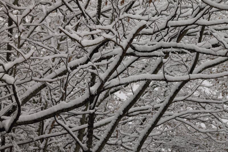 Snowfall on Trees after a Snowstorm during the Winter Stock Photo ...