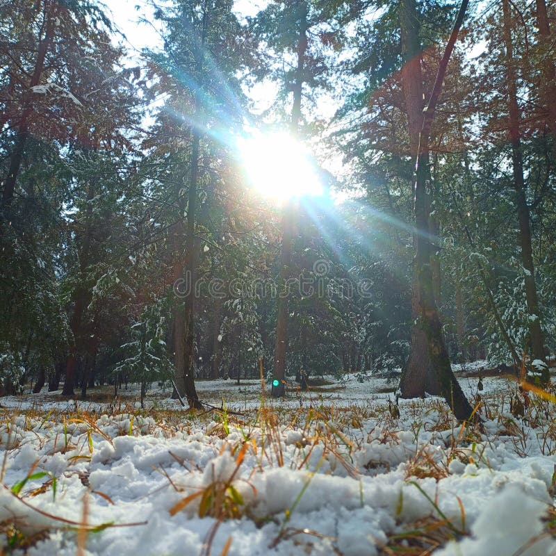 Snowfall View of Forest in the Morning Stock Photo - Image of snowfall ...