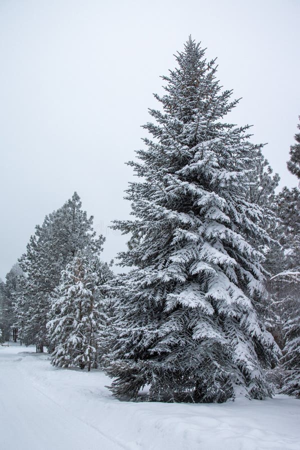 Snowfall during Winter on Evergreen Trees Vertical Stock Image - Image ...