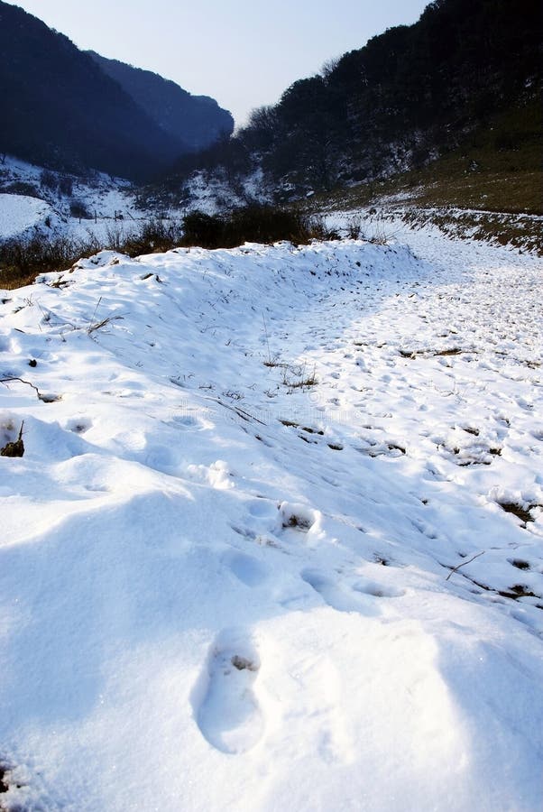 Snowfield stock image. Image of winter, tree, snowfield - 14291899