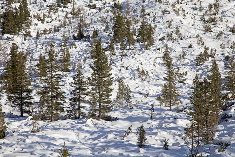 Snowfield stock image. Image of alps, plant, slope, snow - 28508511