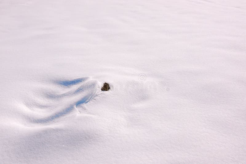 Snowfield stock image. Image of landscape, winter, scenery - 212245647