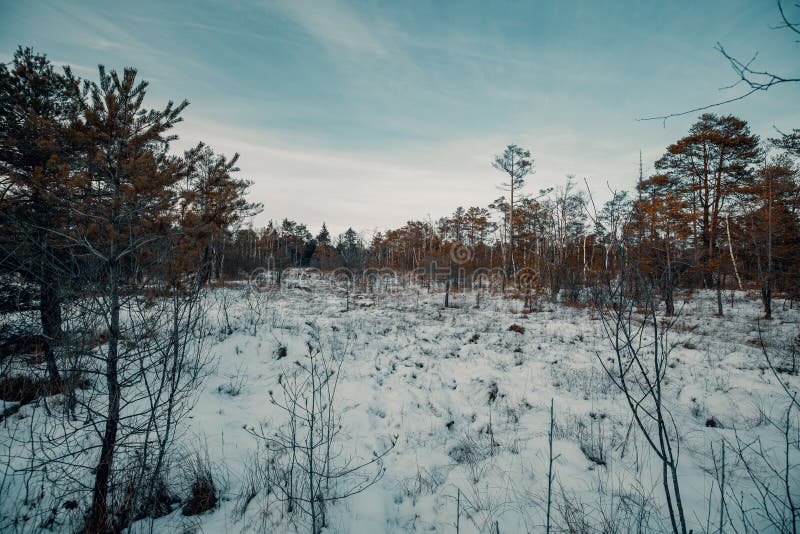Snowfield with Green Winter Trees Under a Cloudy Blue Sky. Stock Photo ...