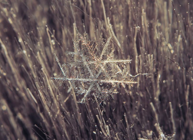 Snowflake Beautifull on the Grey Background Stock Photo - Image of real ...