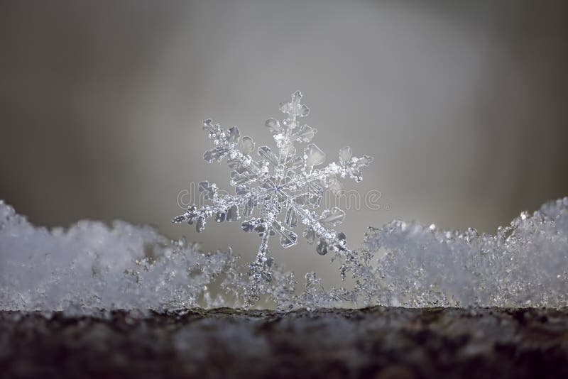 Snowflake Branch stock image. Image of outside, beauty - 102854525