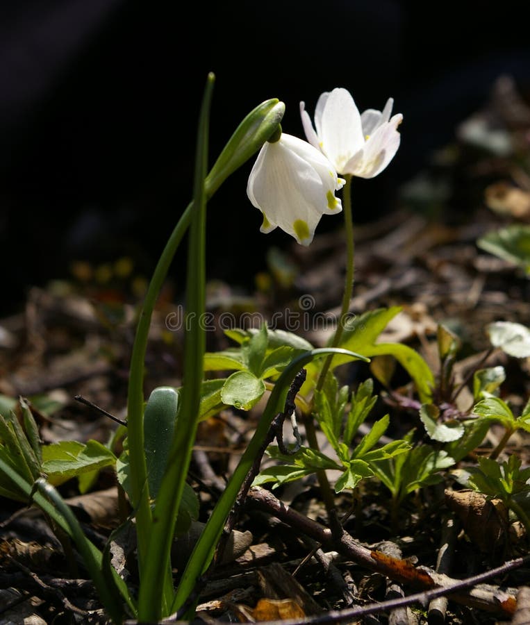Snowflake flower stock image. Image of color, herbaceous - 52380171