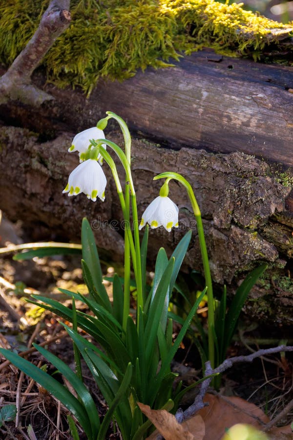 Snowflake flower stock image. Image of color, herbaceous - 52380171