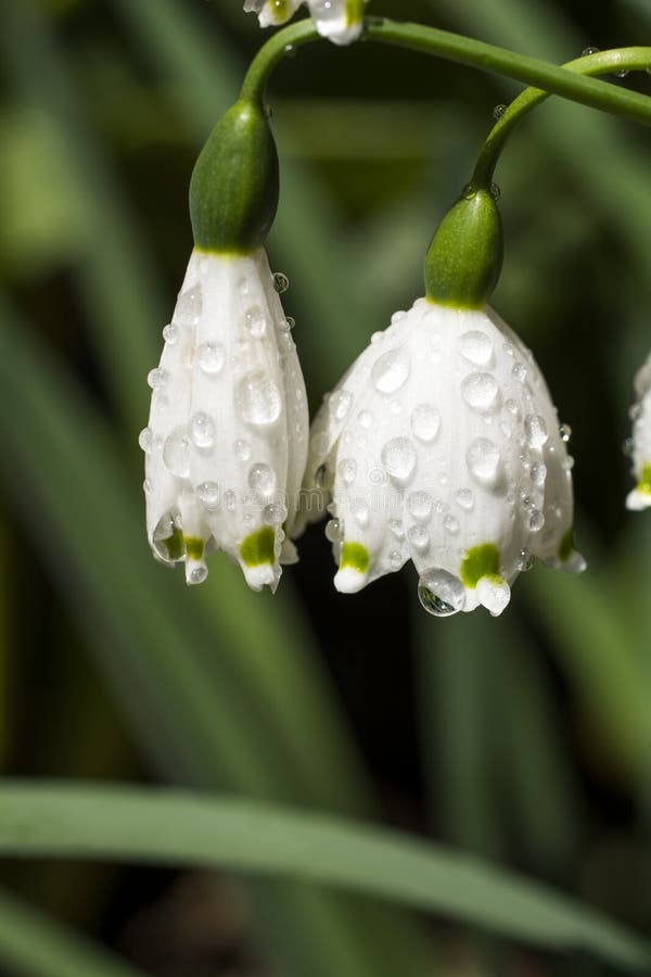 Snowflake flowers stock image. Image of natural, petal - 64753847