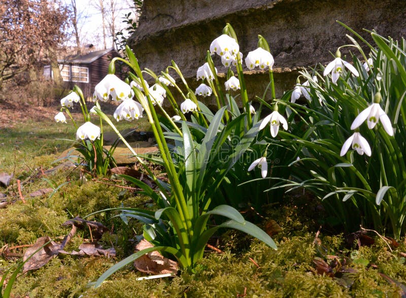 Snowflake flowers stock image. Image of nature, republic - 174384151